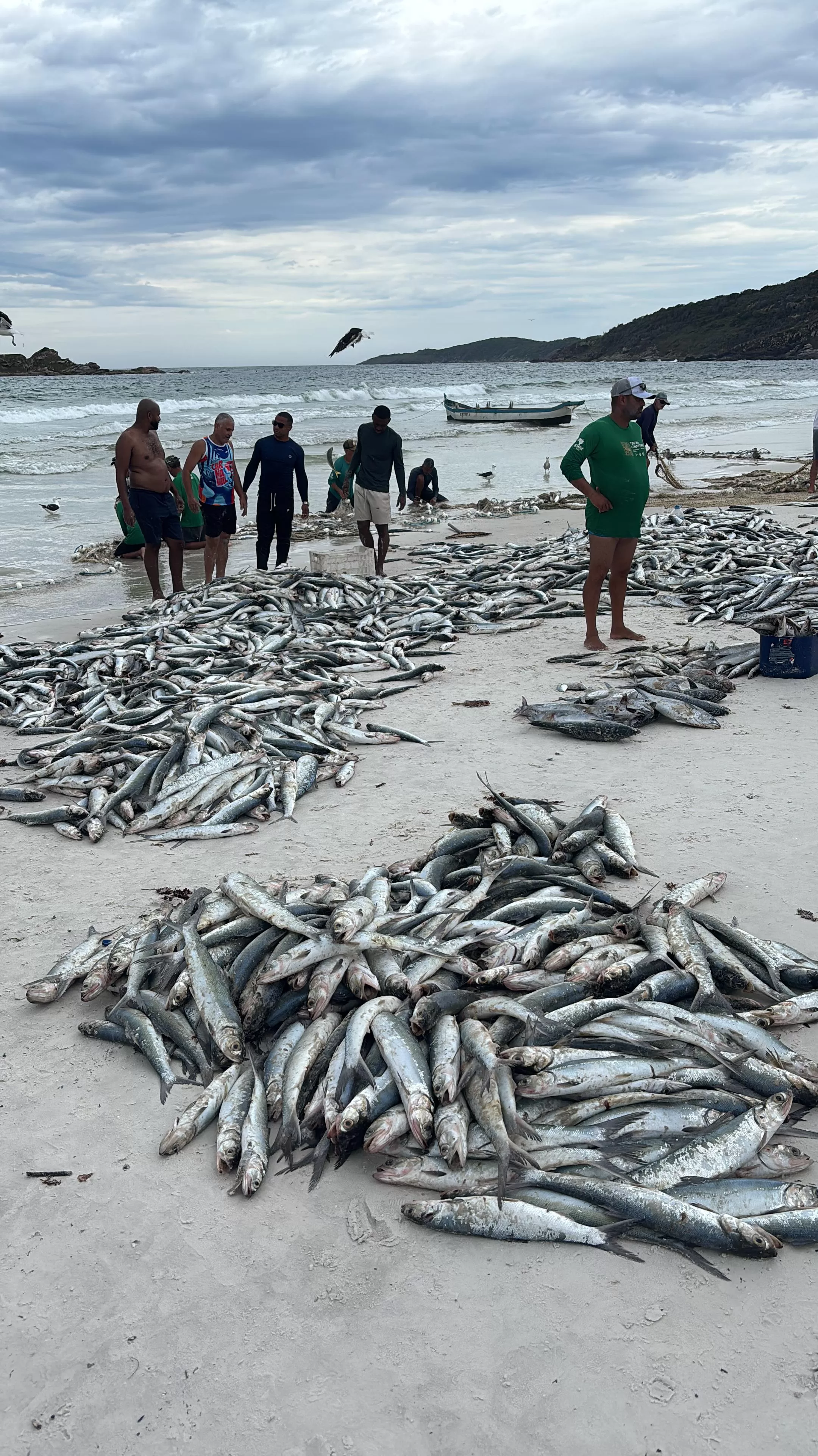 Pesca artesanal rende quatro toneladas de ubarana na Praia do Pontal ...